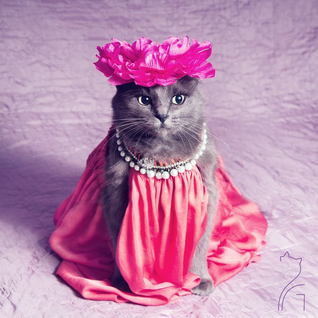 Кошка-модница с макияжем стала звездой Instagram - Korrespondent.net