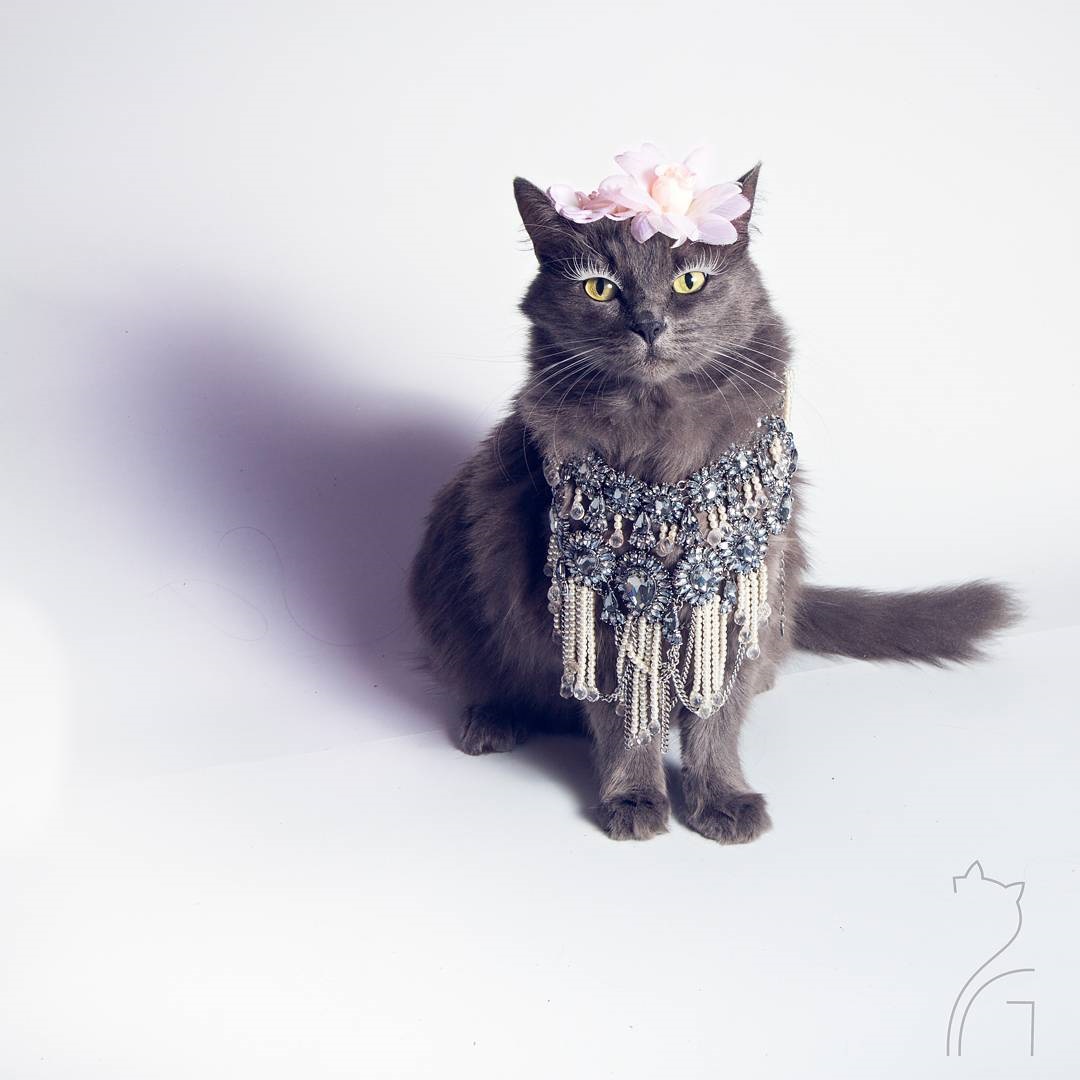 Кошка-модница с макияжем стала звездой Instagram - Korrespondent.net