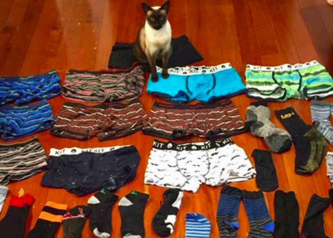 Кошка-клептоман попалась на воровстве мужского белья - Korrespondent.net