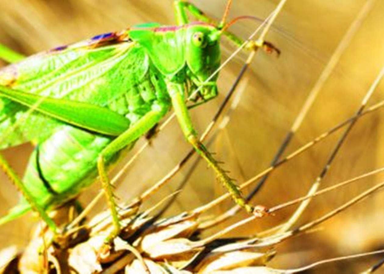 Академики-латифундисты. Как НААН превратилась в частный агрохолдинг ...