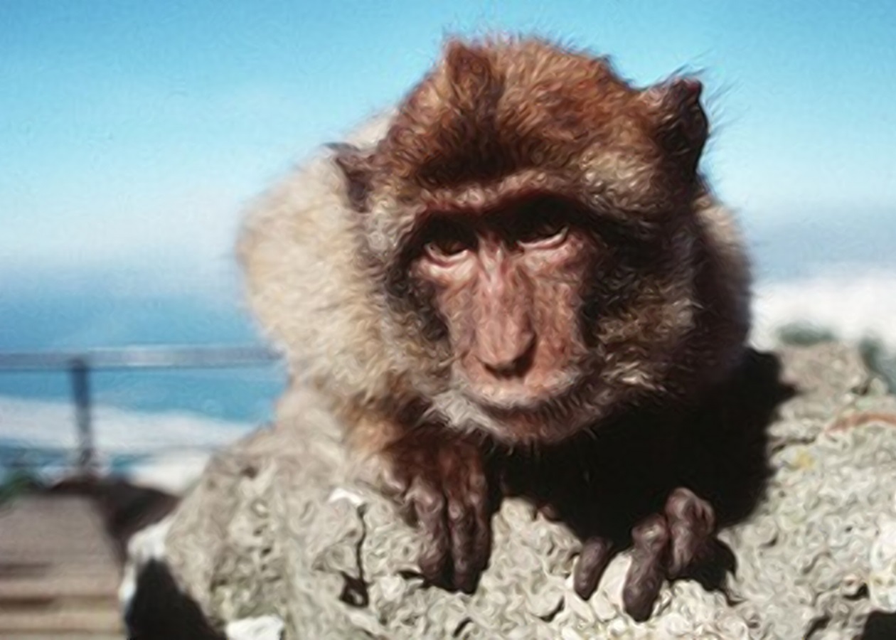 “Человеческое” поведение обезьяны привело Сеть в восторг: видео ...