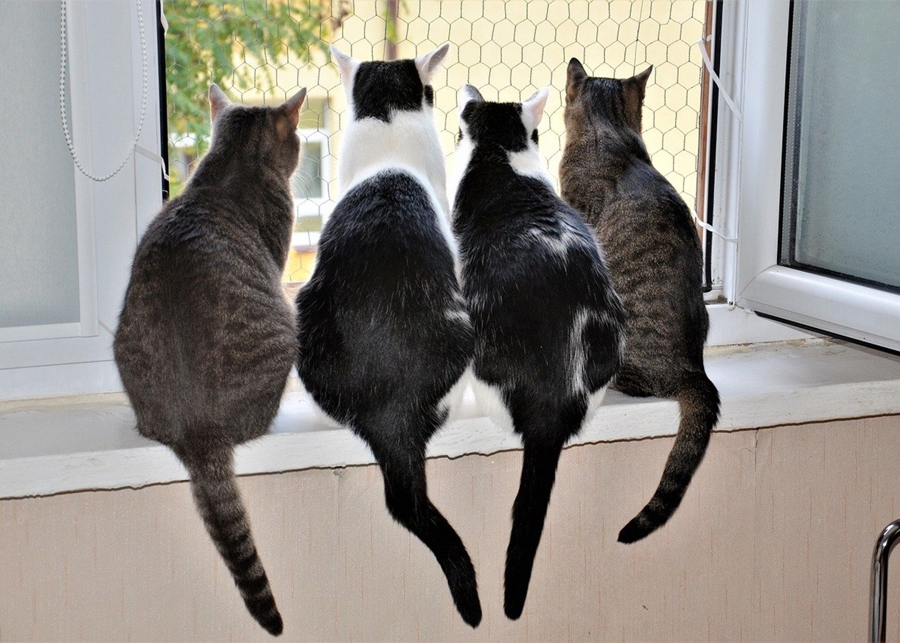 Іспанця виселили з квартири через 110 кішок - Korrespondent.net