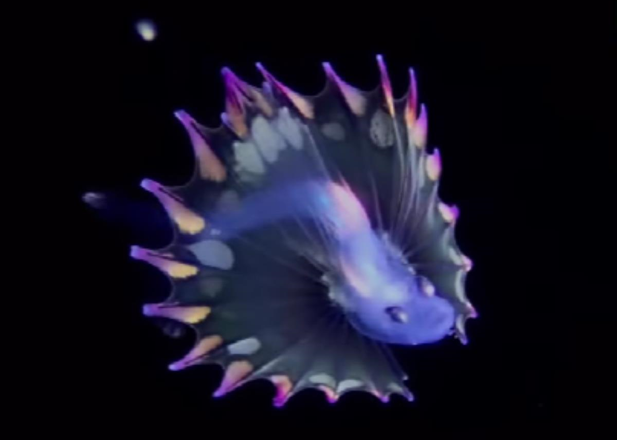 Самая красивая в океане: появилось видео уникальной рыбы ...